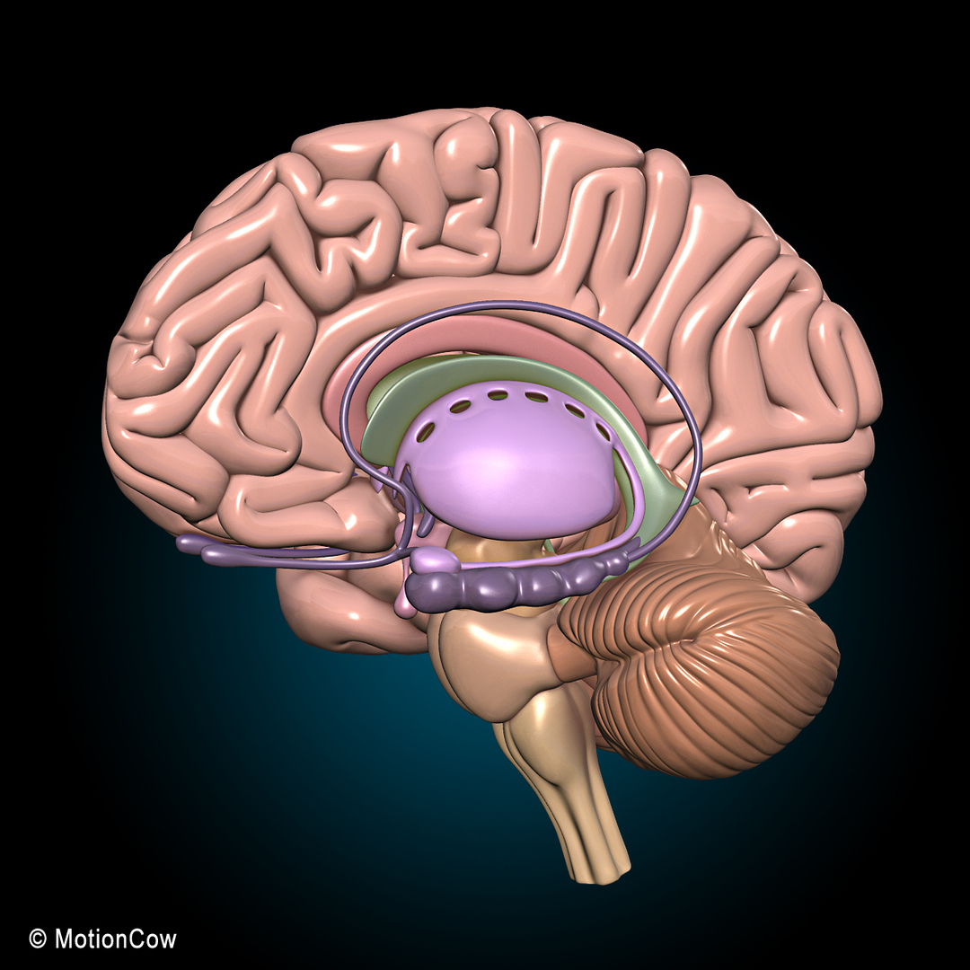 3d human nervous systems brain