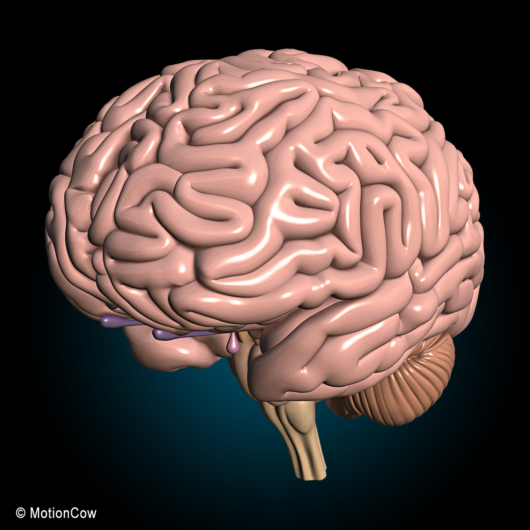 3d human nervous systems brain