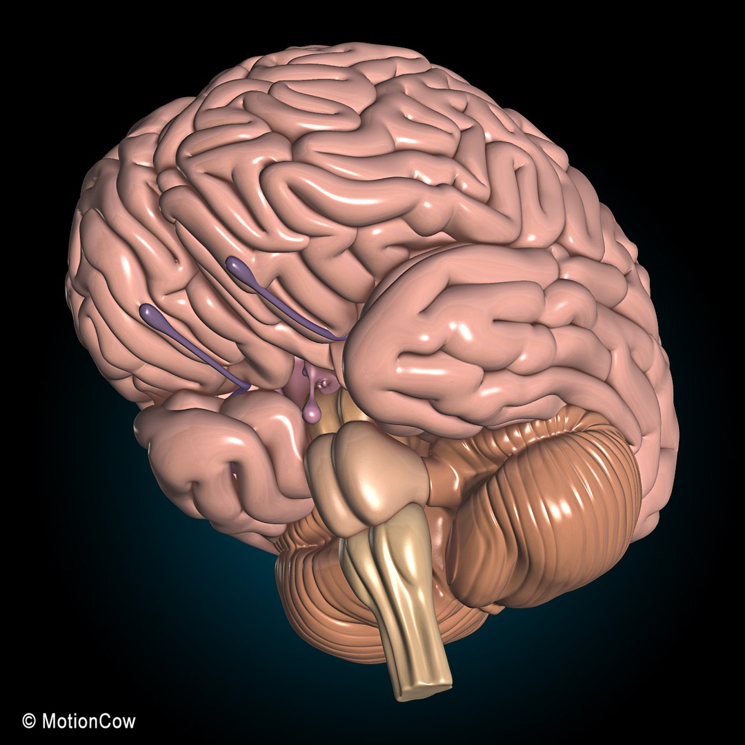 3d human nervous systems brain