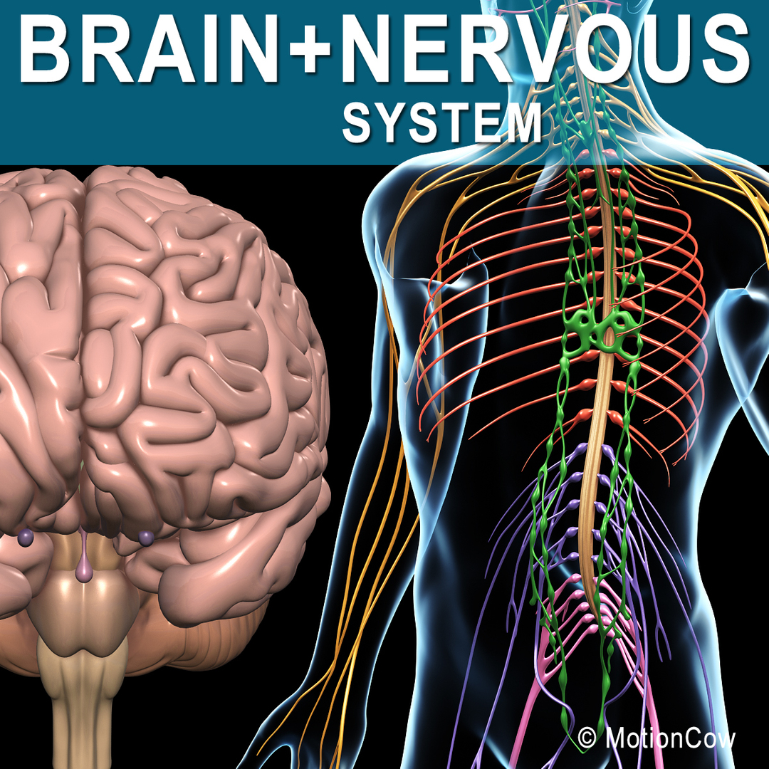 3d human nervous systems brain
