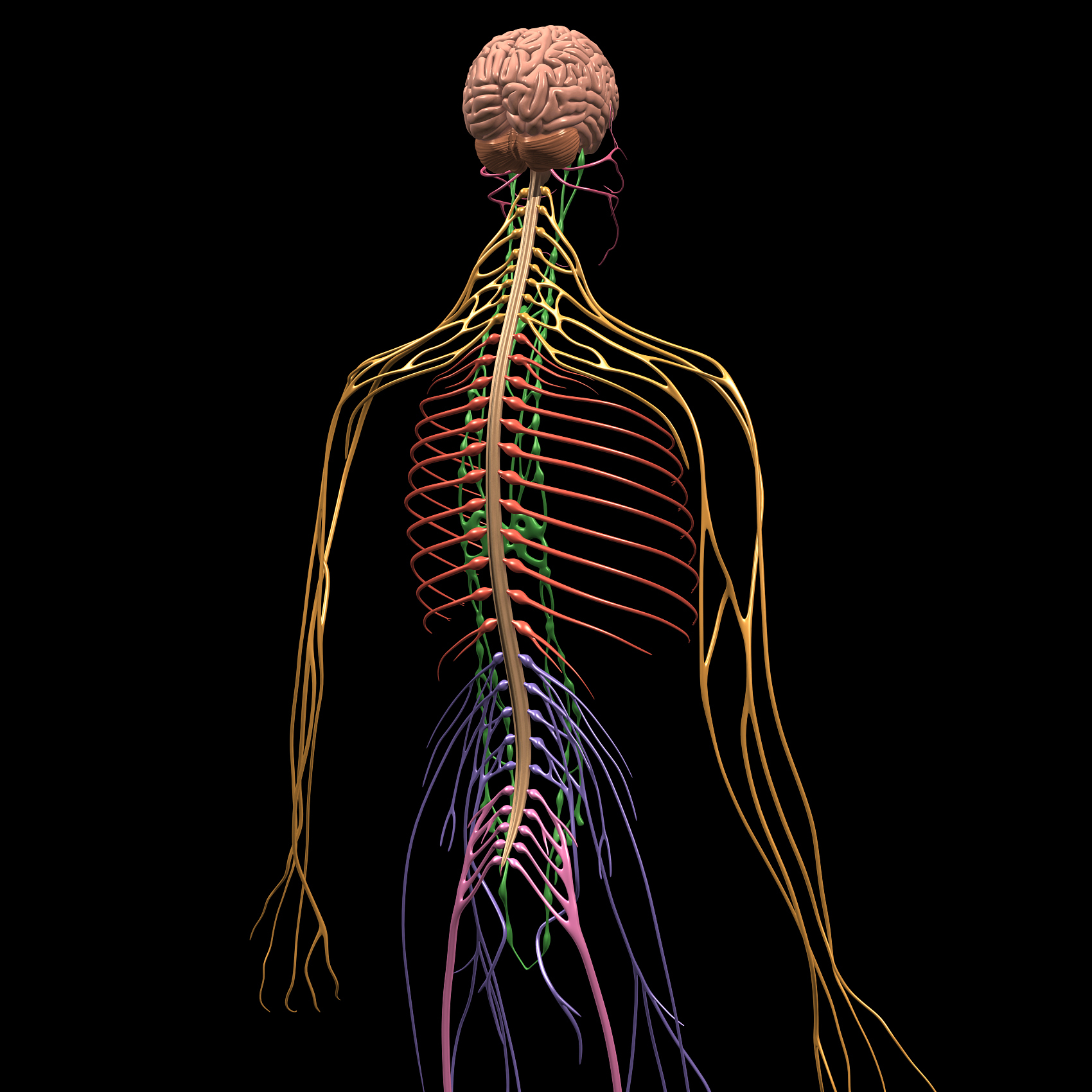3d human nervous systems brain