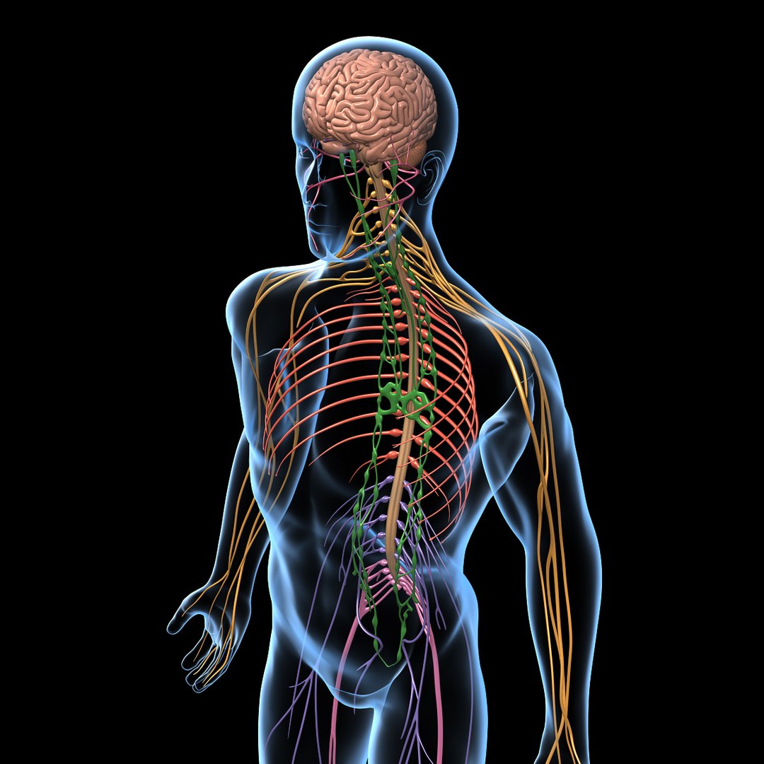 3d Human Nervous Systems Brain