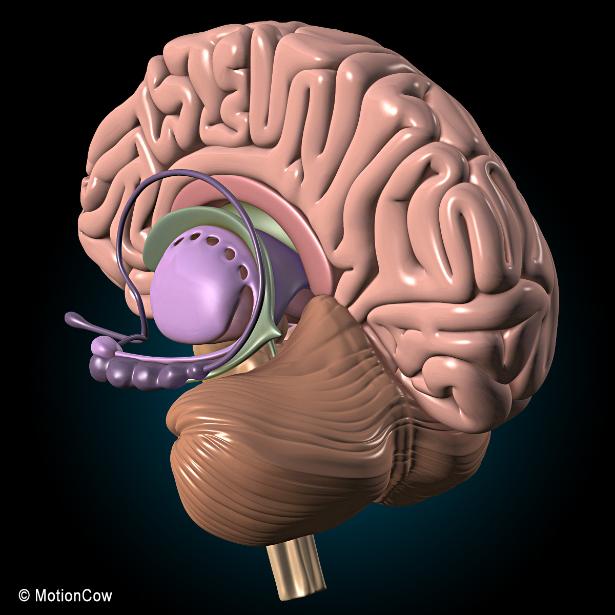 3d human nervous systems brain
