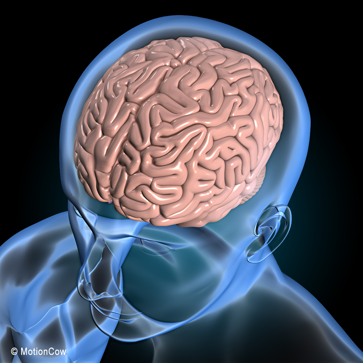3d human nervous systems brain