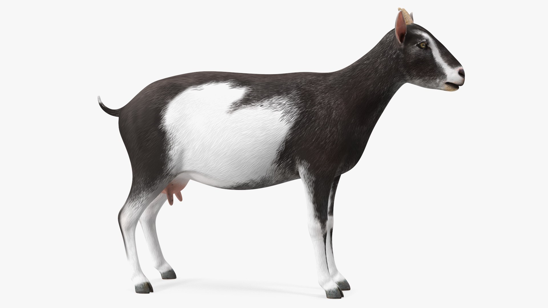 Domestic Goat Rigged 3D Model - TurboSquid 1992128