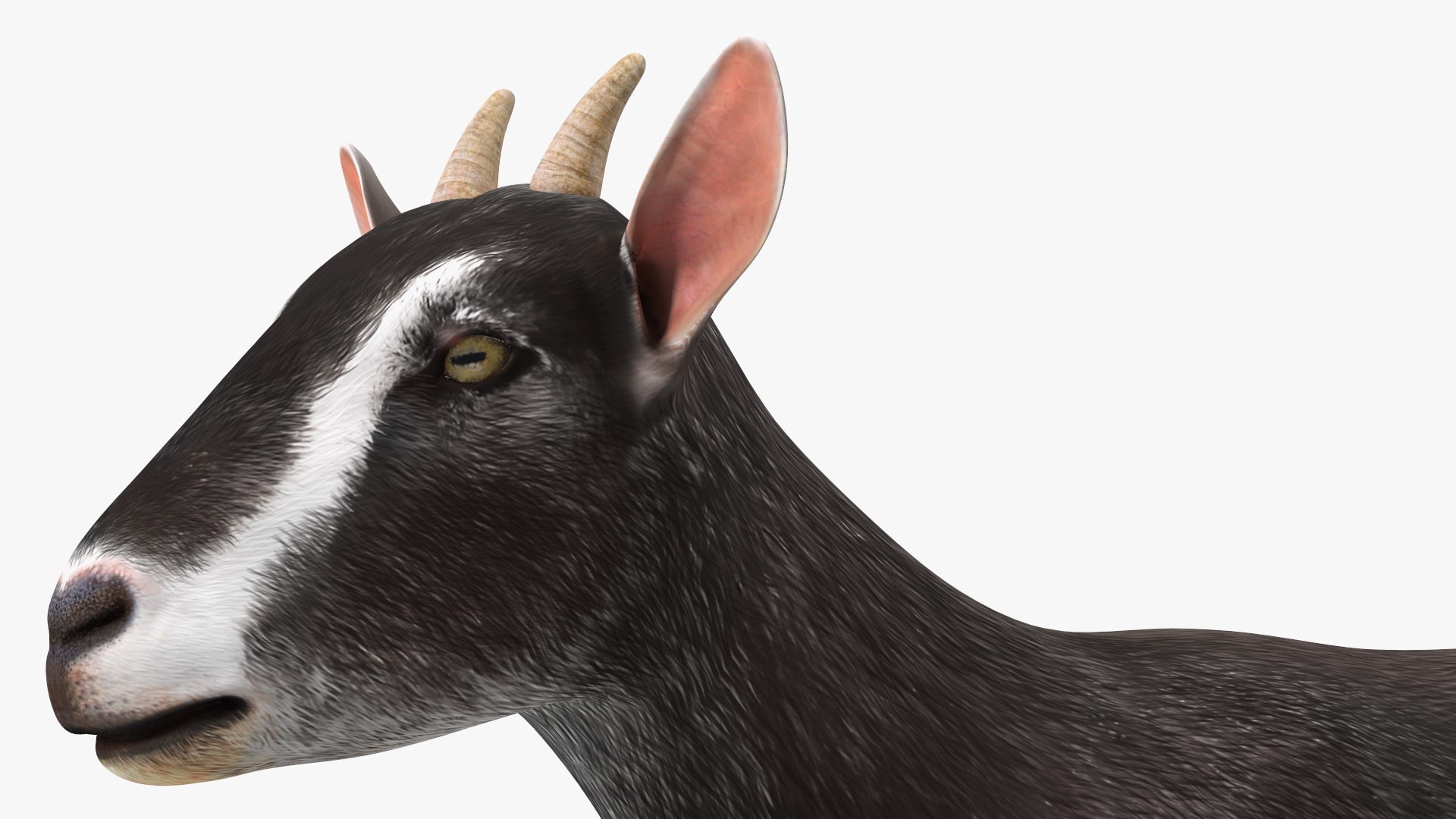 Domestic Goat Rigged 3D Model - TurboSquid 1992128