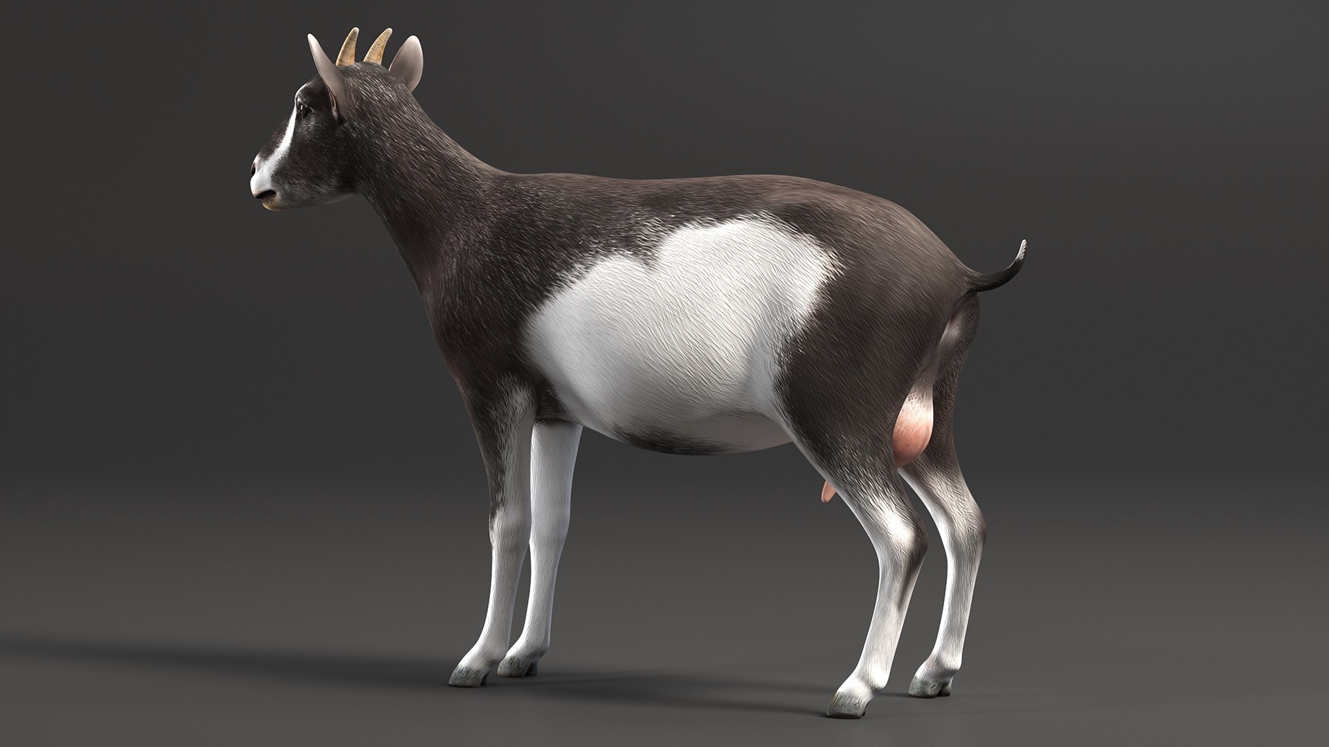 Domestic Goat Rigged 3D Model - TurboSquid 1992128