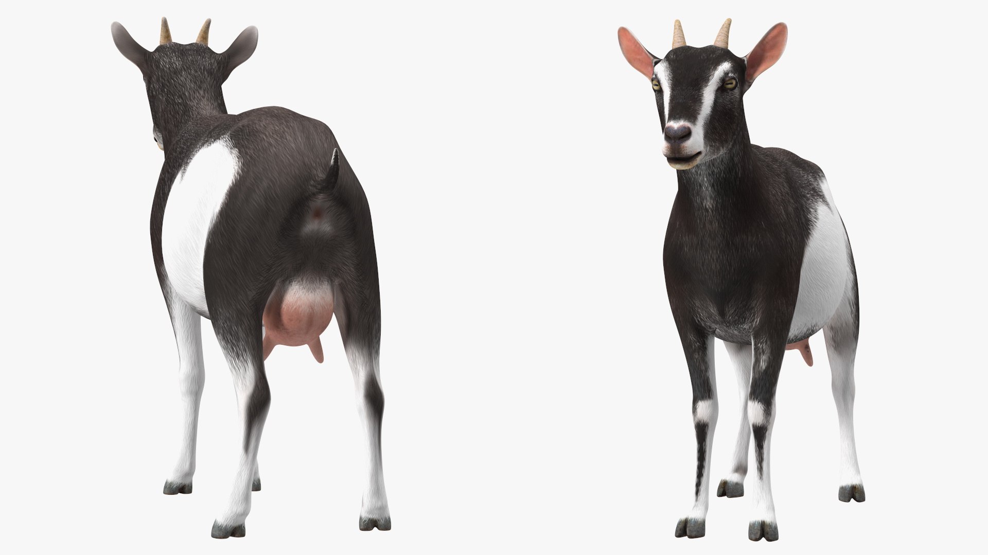 Domestic Goat Rigged 3D Model - TurboSquid 1992128