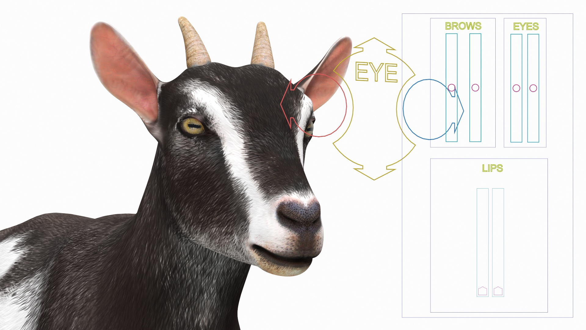 Domestic Goat Rigged 3D Model - TurboSquid 1992128