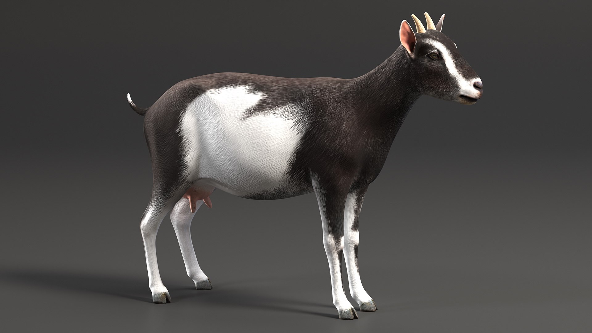 Domestic Goat Rigged 3D Model - TurboSquid 1992128