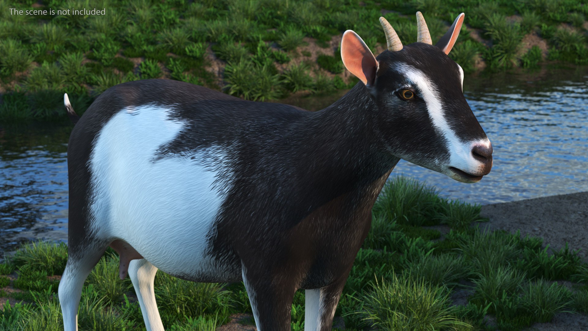 Domestic Goat Rigged 3D Model - TurboSquid 1992128