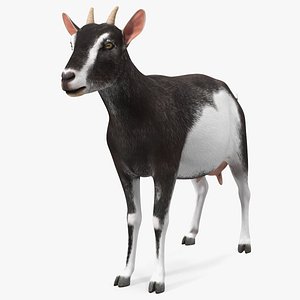 Free 3D Goat Models | TurboSquid