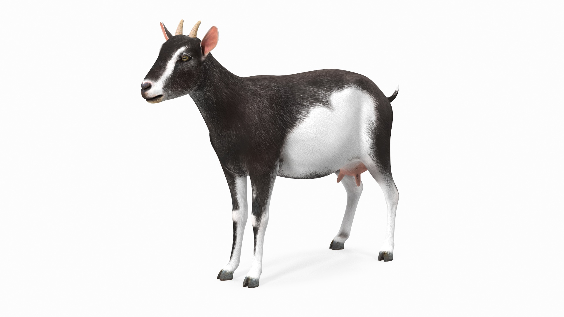 Domestic Goat Rigged 3D Model - TurboSquid 1992128