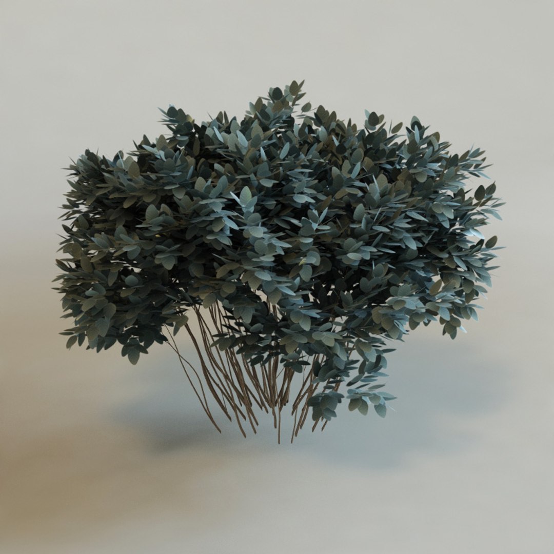 3ds Conocarpus Erectus Modelled