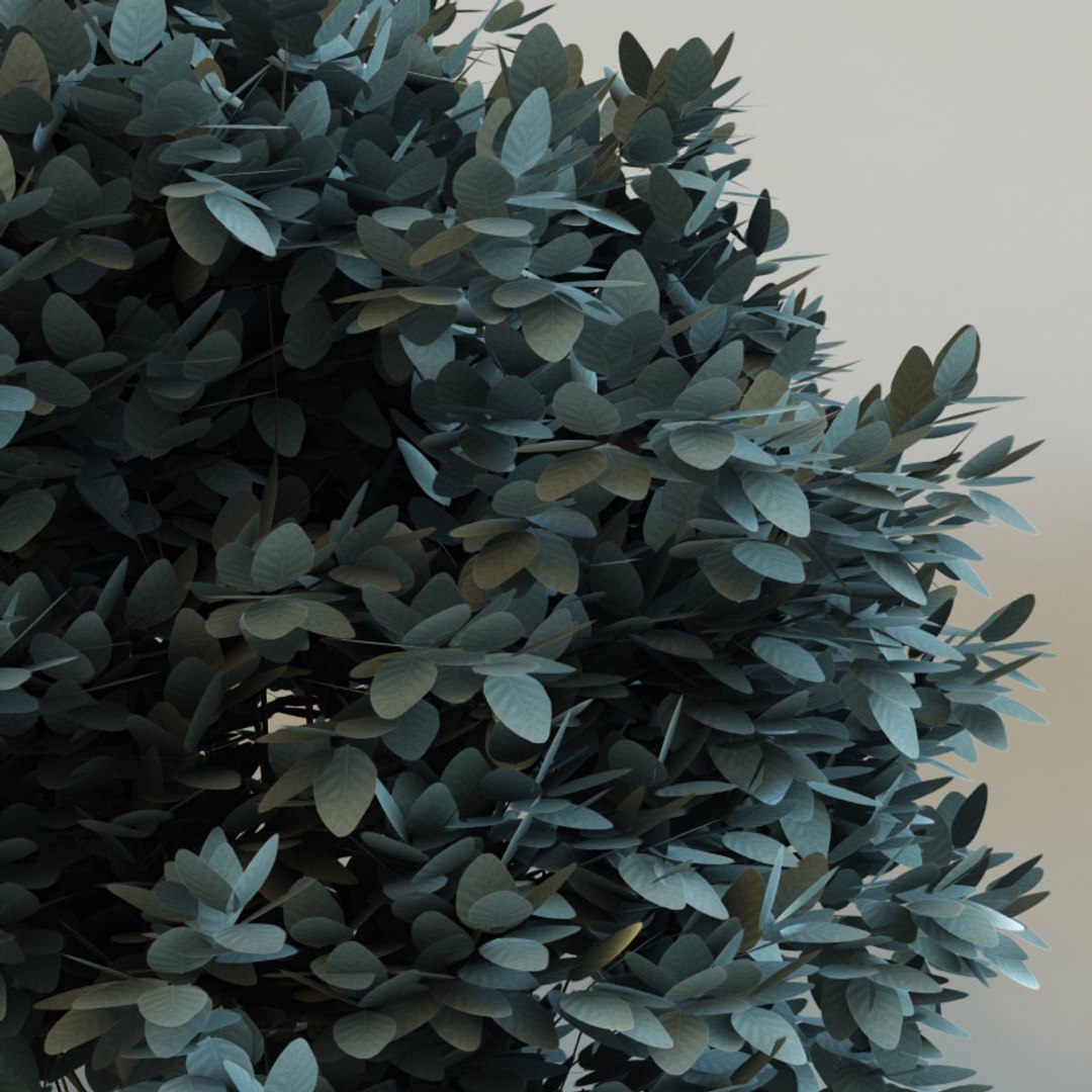 3ds Conocarpus Erectus Modelled