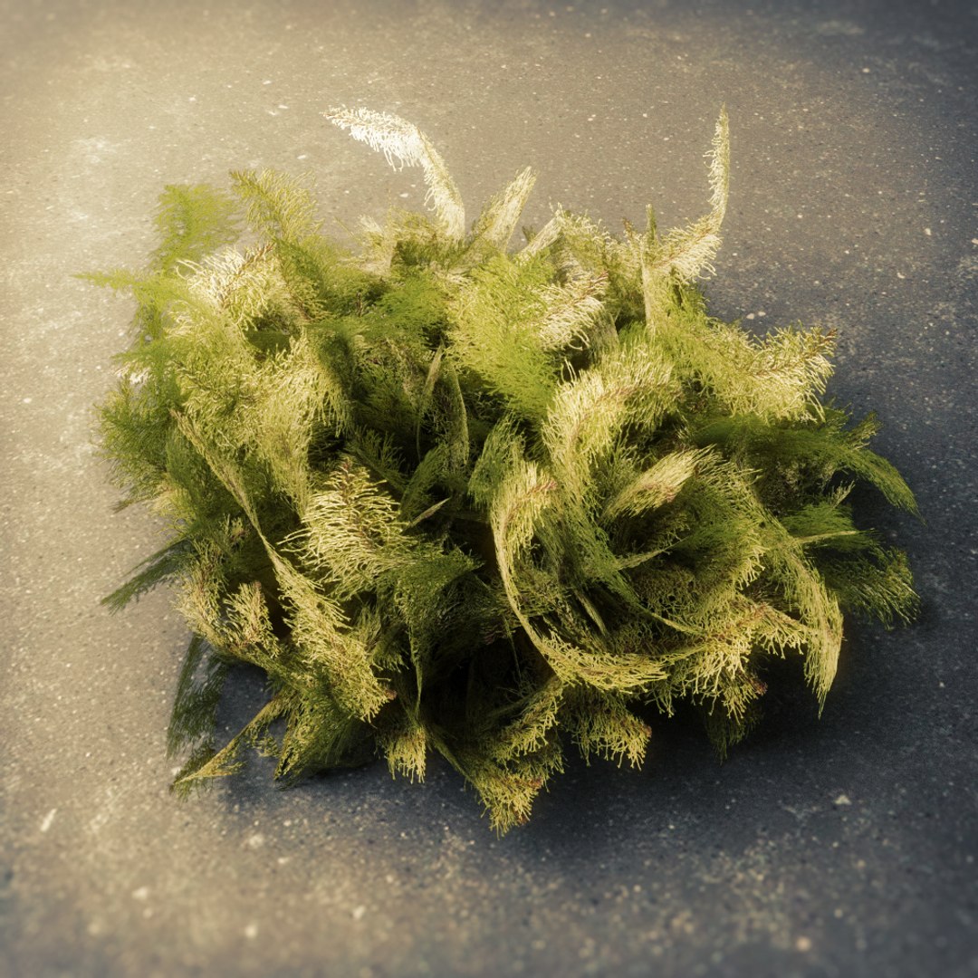 Moss 3 3D Model - TurboSquid 1534992