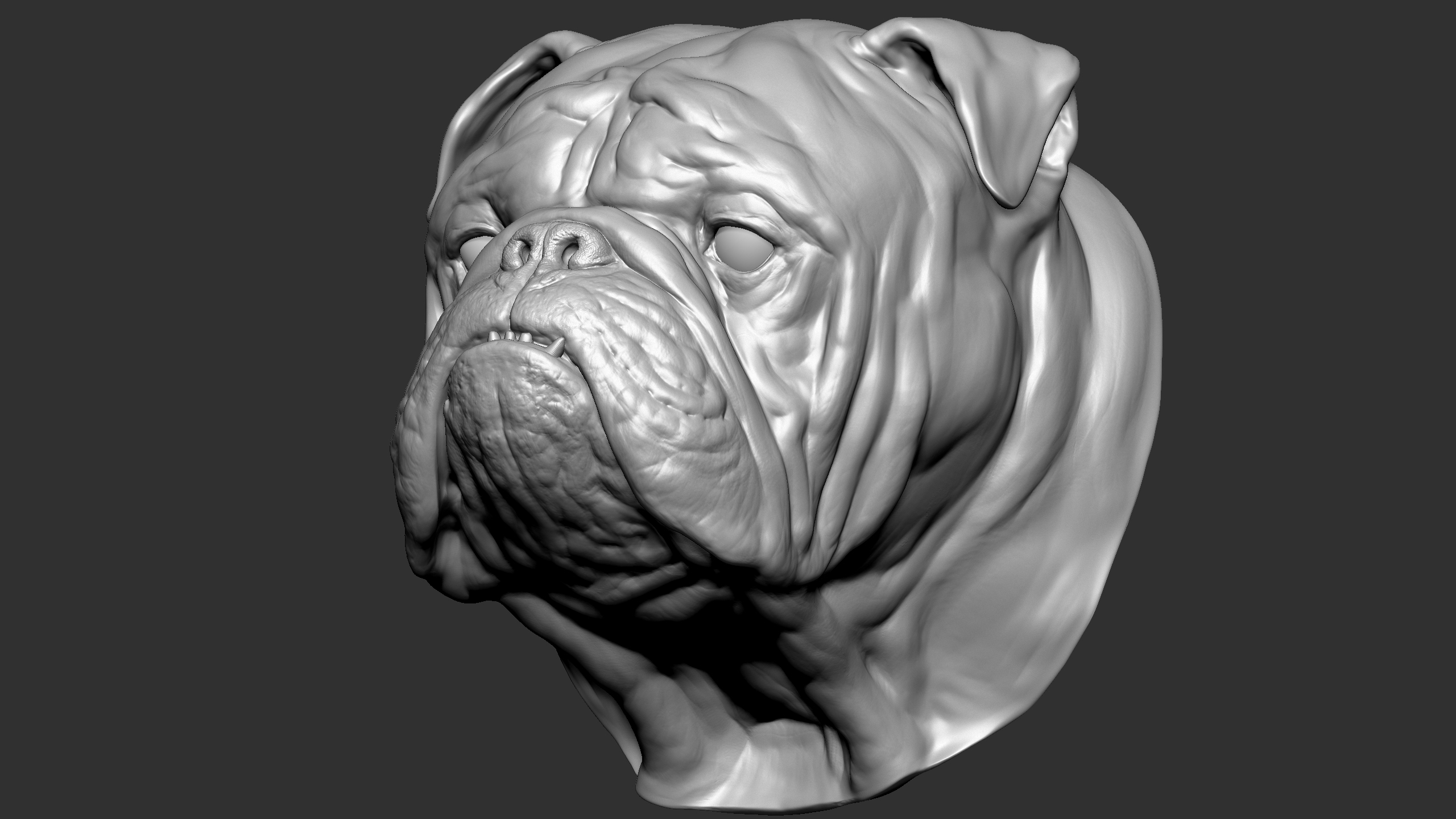 3D модель English Bulldog Dog head - TurboSquid 1889445