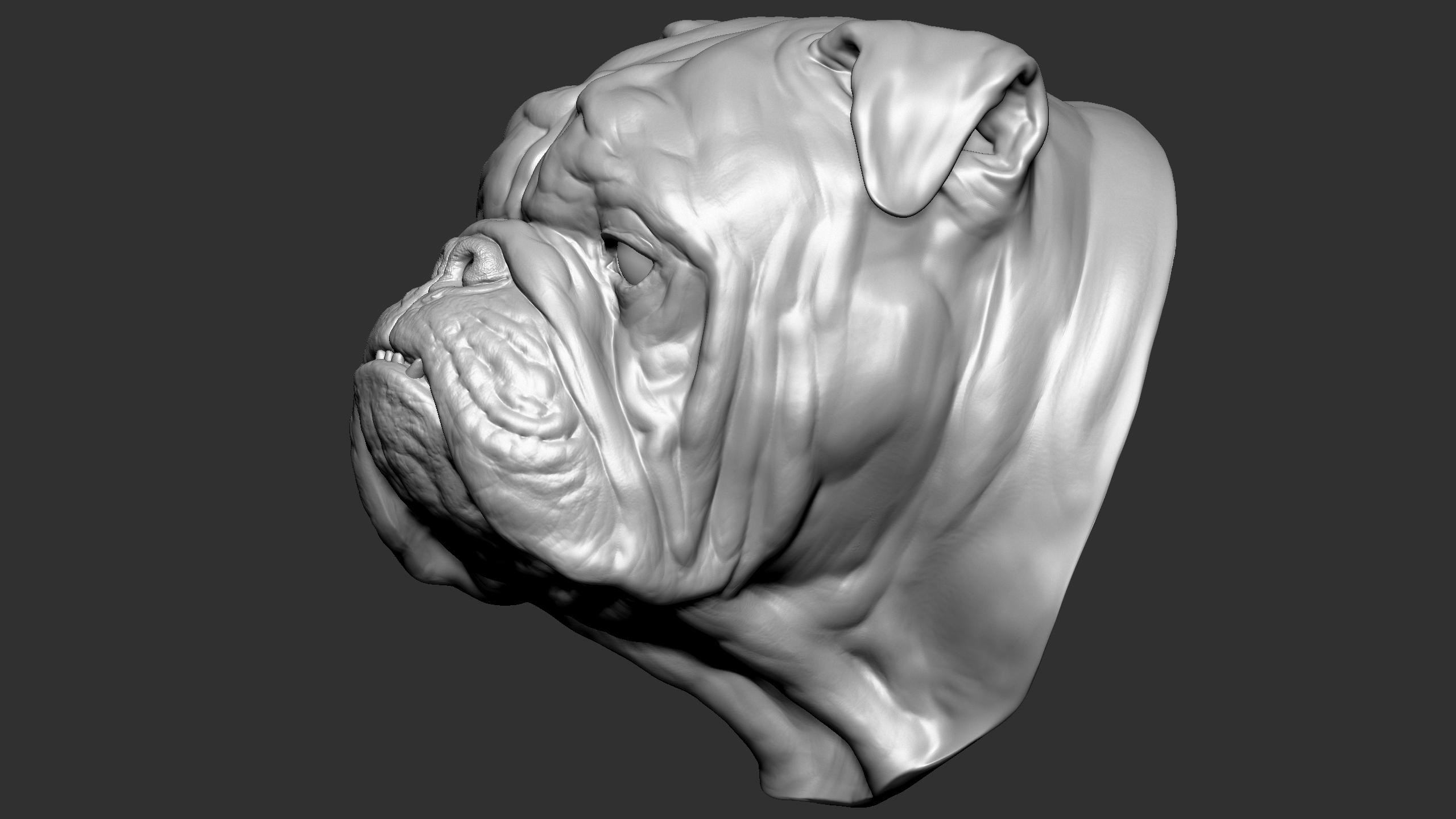 3D модель English Bulldog Dog head - TurboSquid 1889445