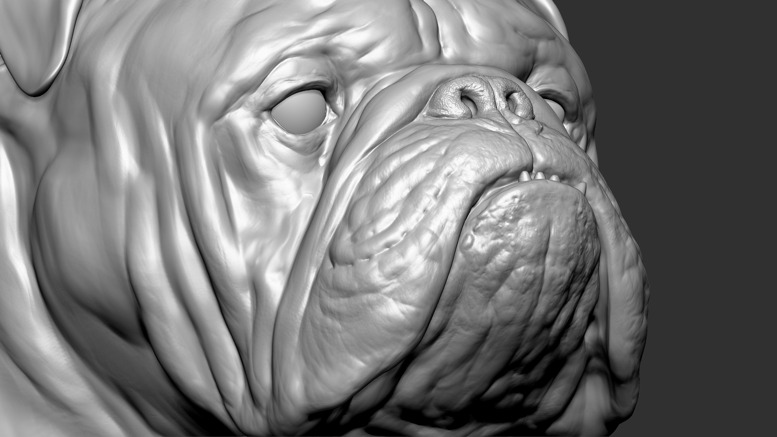 3D модель English Bulldog Dog head - TurboSquid 1889445