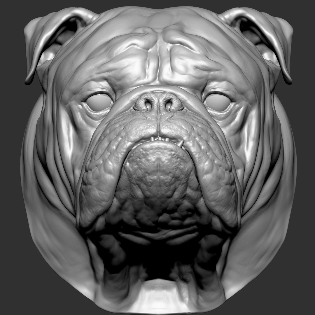 English Bulldog Dog Head 3D Model - TurboSquid 1889445