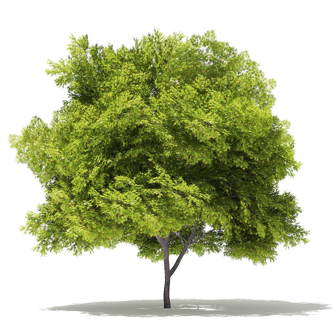 Japanese Maple 10m 3D Model - TurboSquid 1349934