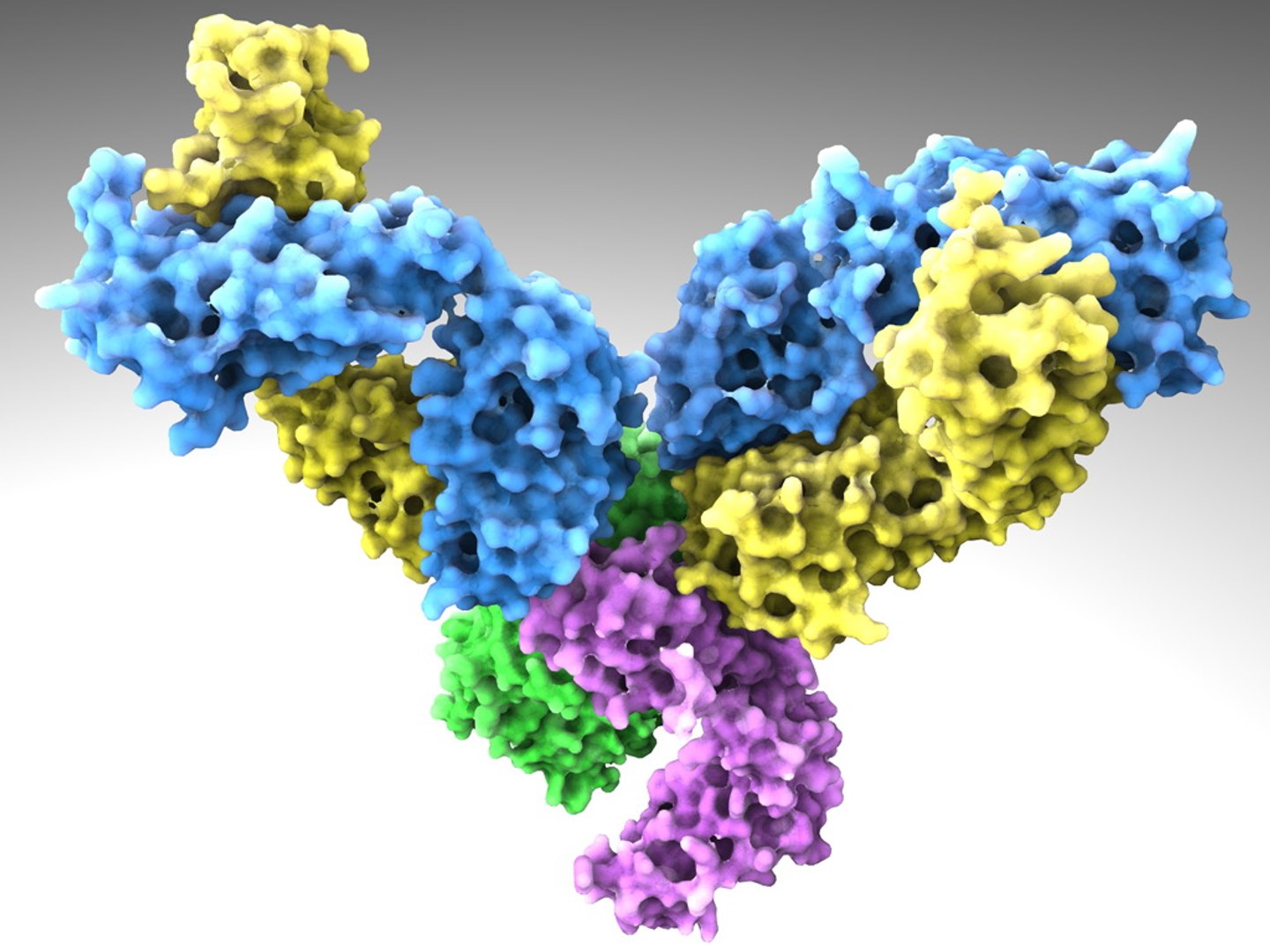 Human Antibodies 3d Model