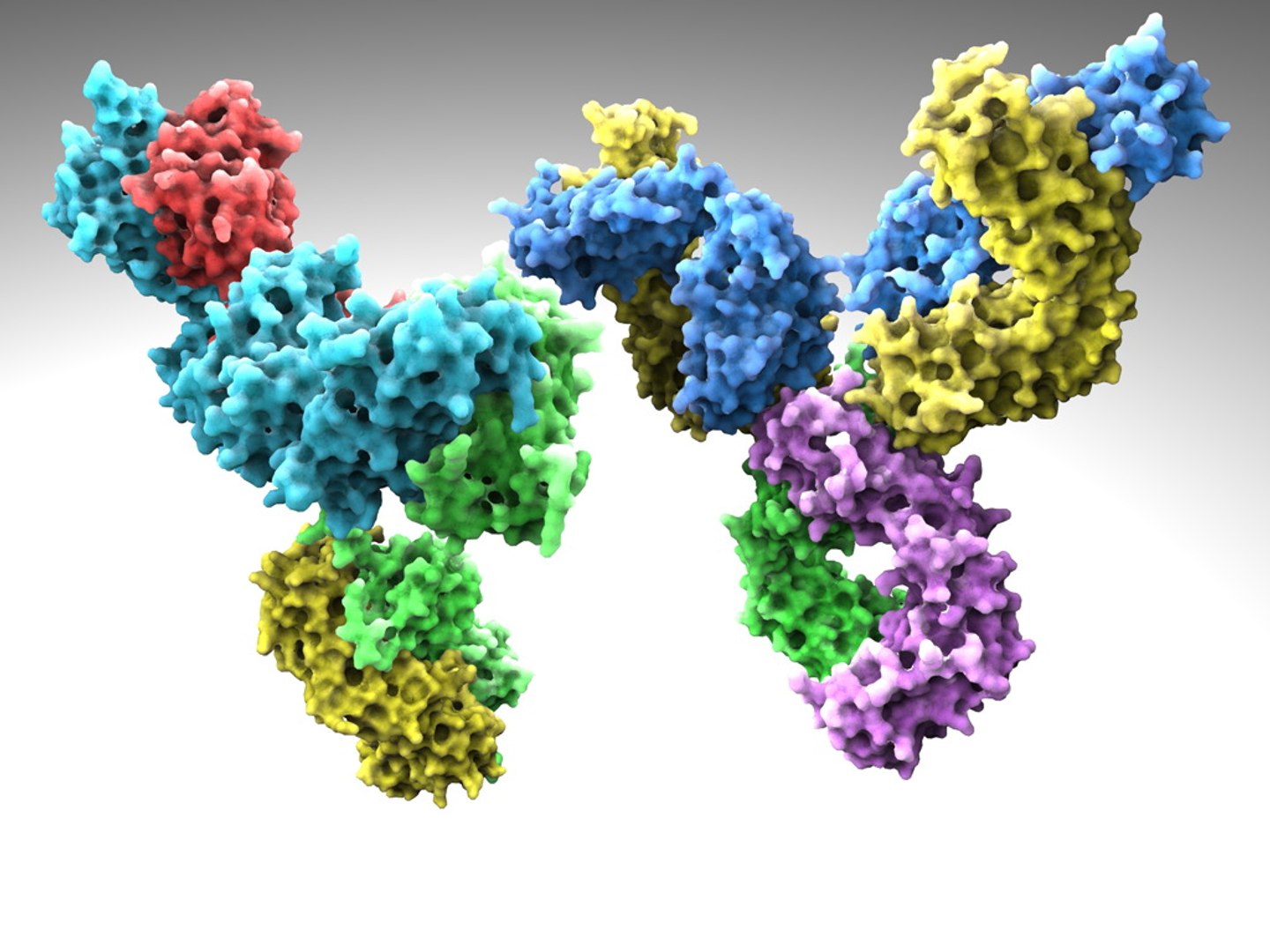 Human Antibodies 3d Model