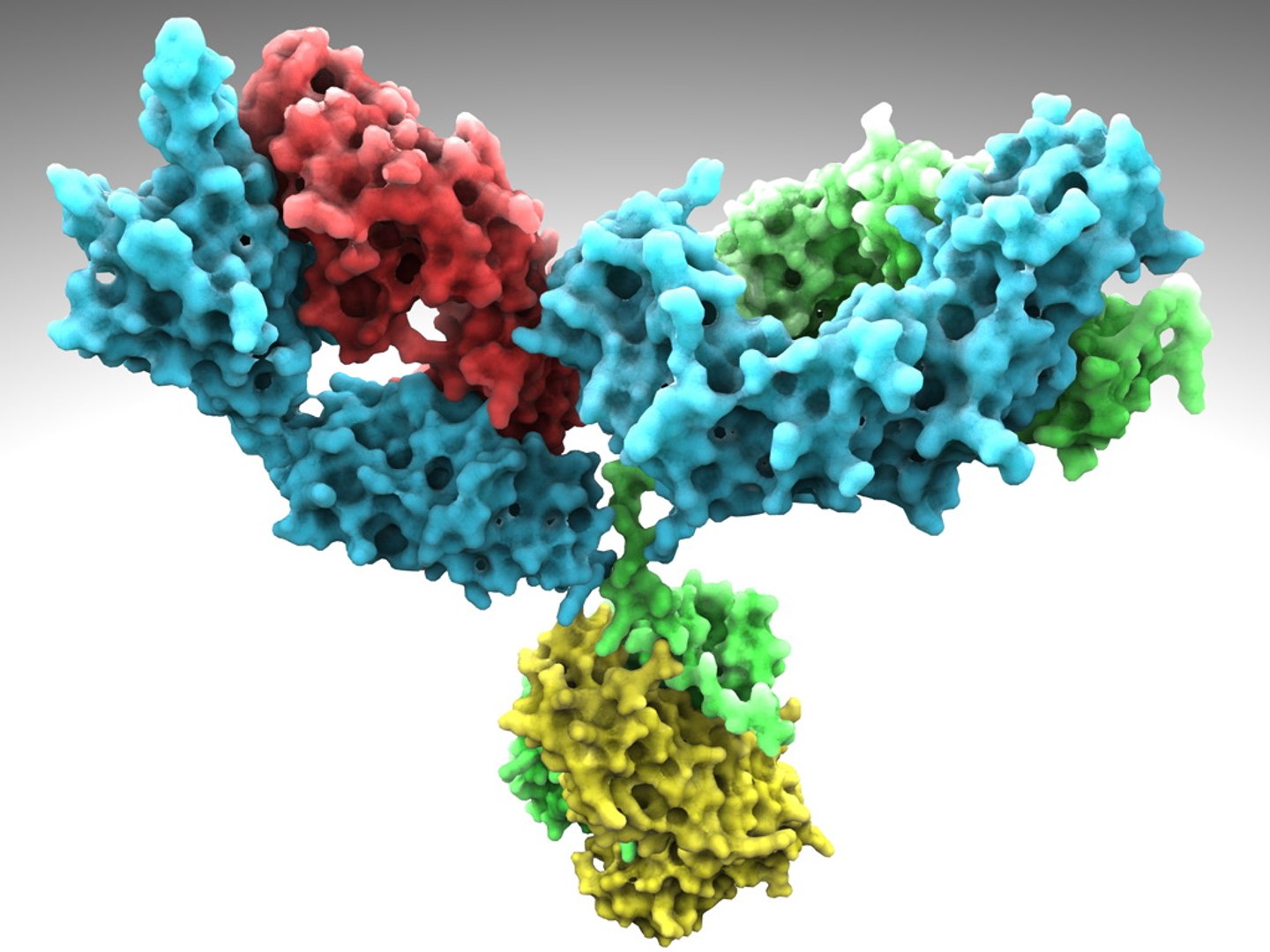 Human Antibodies 3d Model
