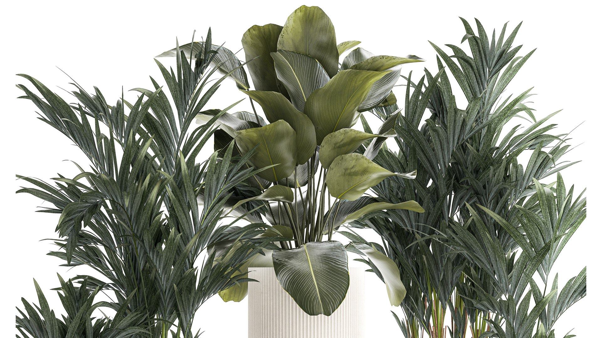 Set Of Small Howea Palms In White Pots 1410 3D - TurboSquid 2131928