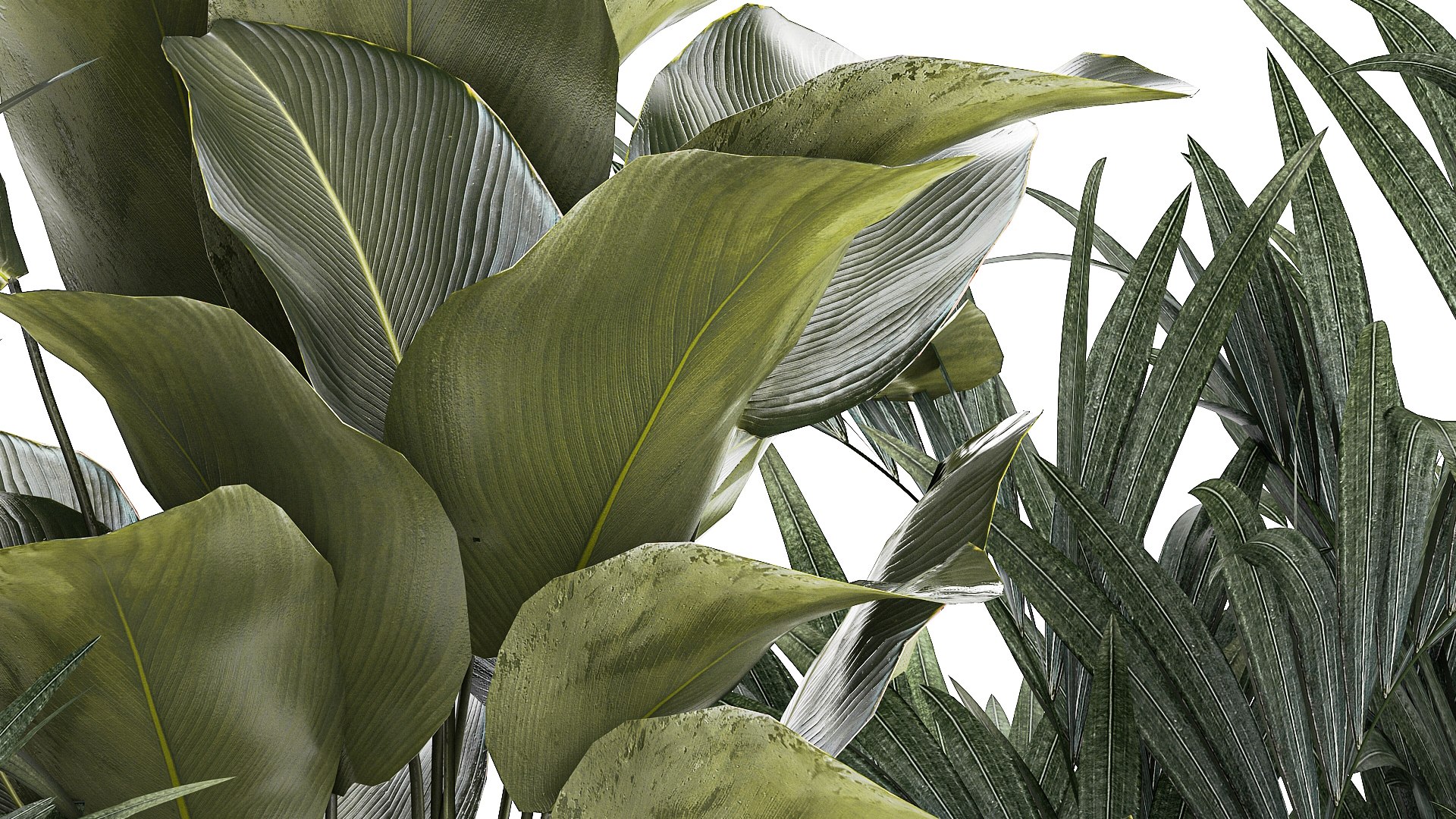 Set Of Small Howea Palms In White Pots 1410 3D - TurboSquid 2131928