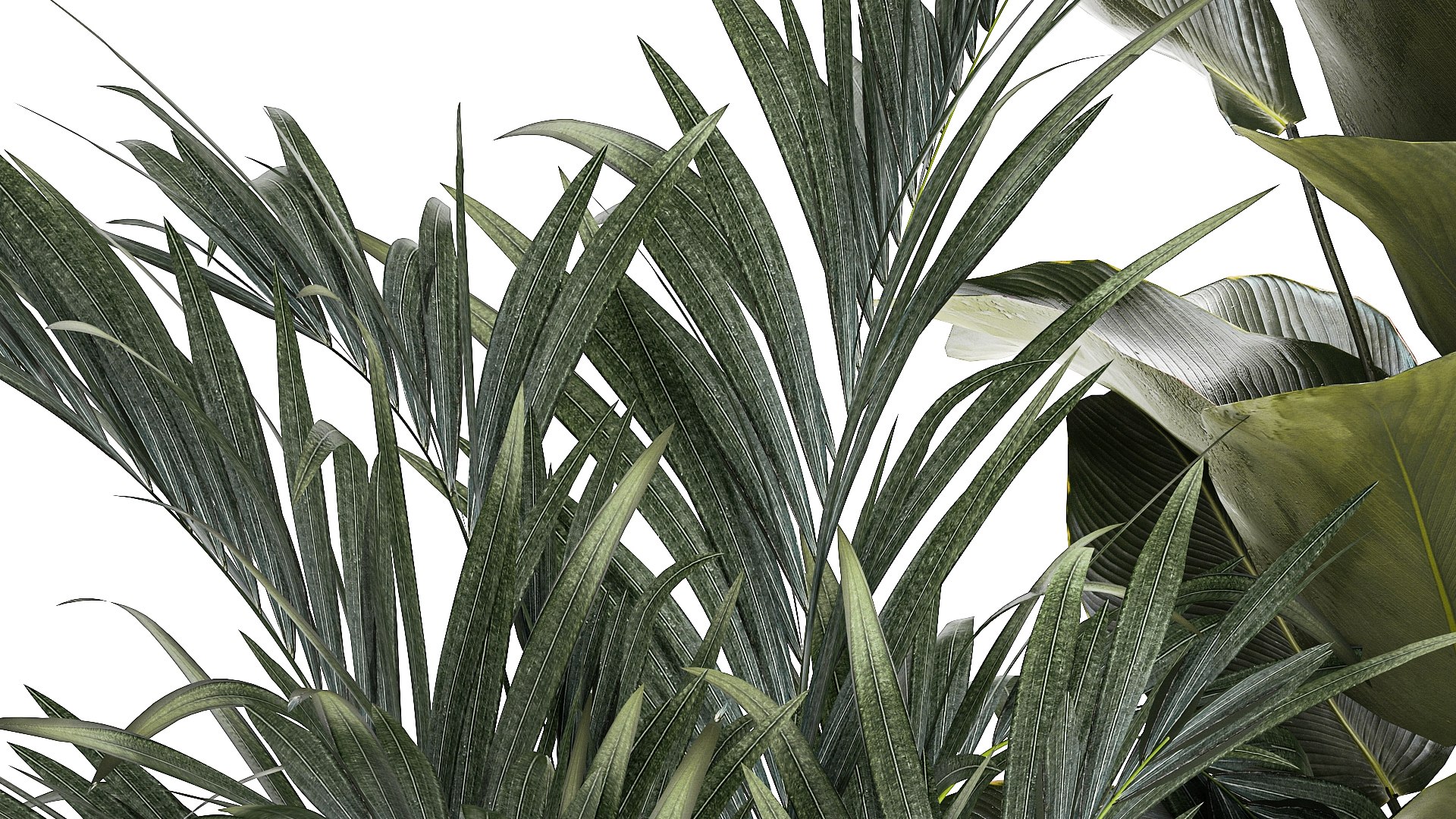 Set Of Small Howea Palms In White Pots 1410 3D - TurboSquid 2131928