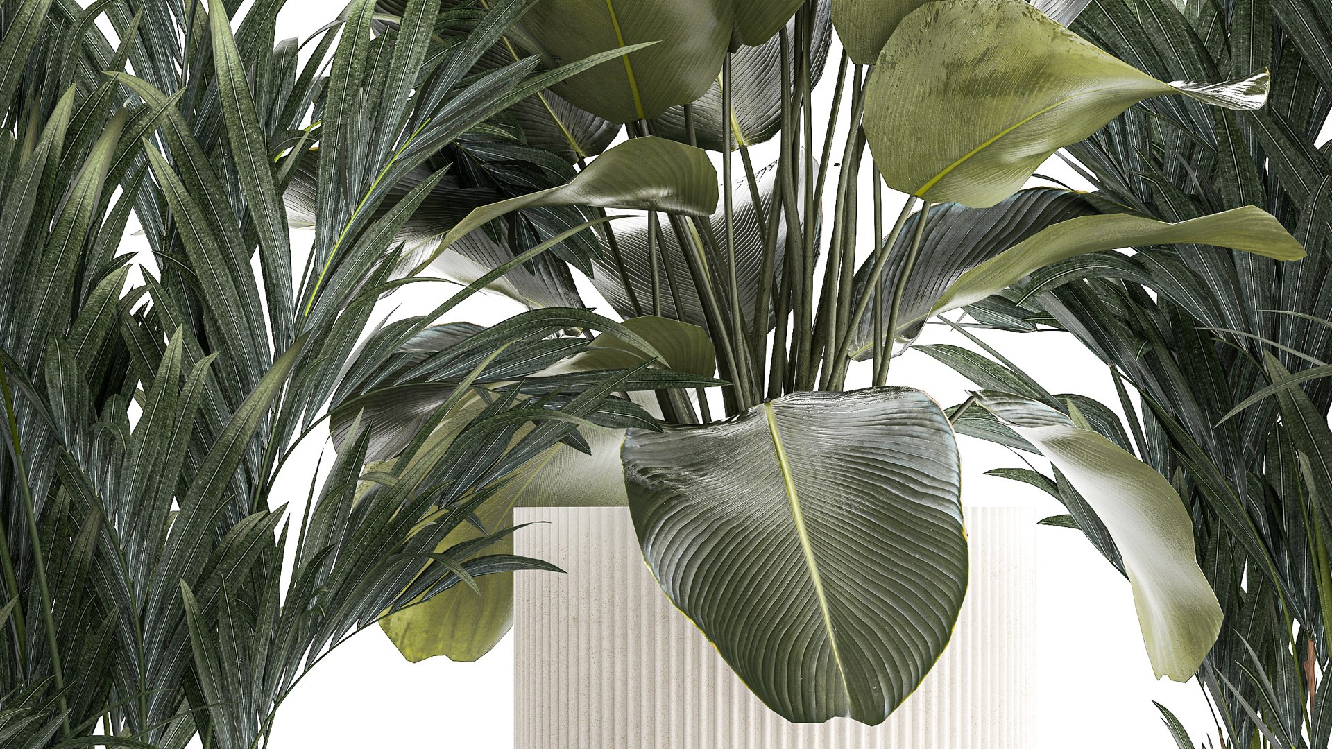 Set Of Small Howea Palms In White Pots 1410 3D - TurboSquid 2131928