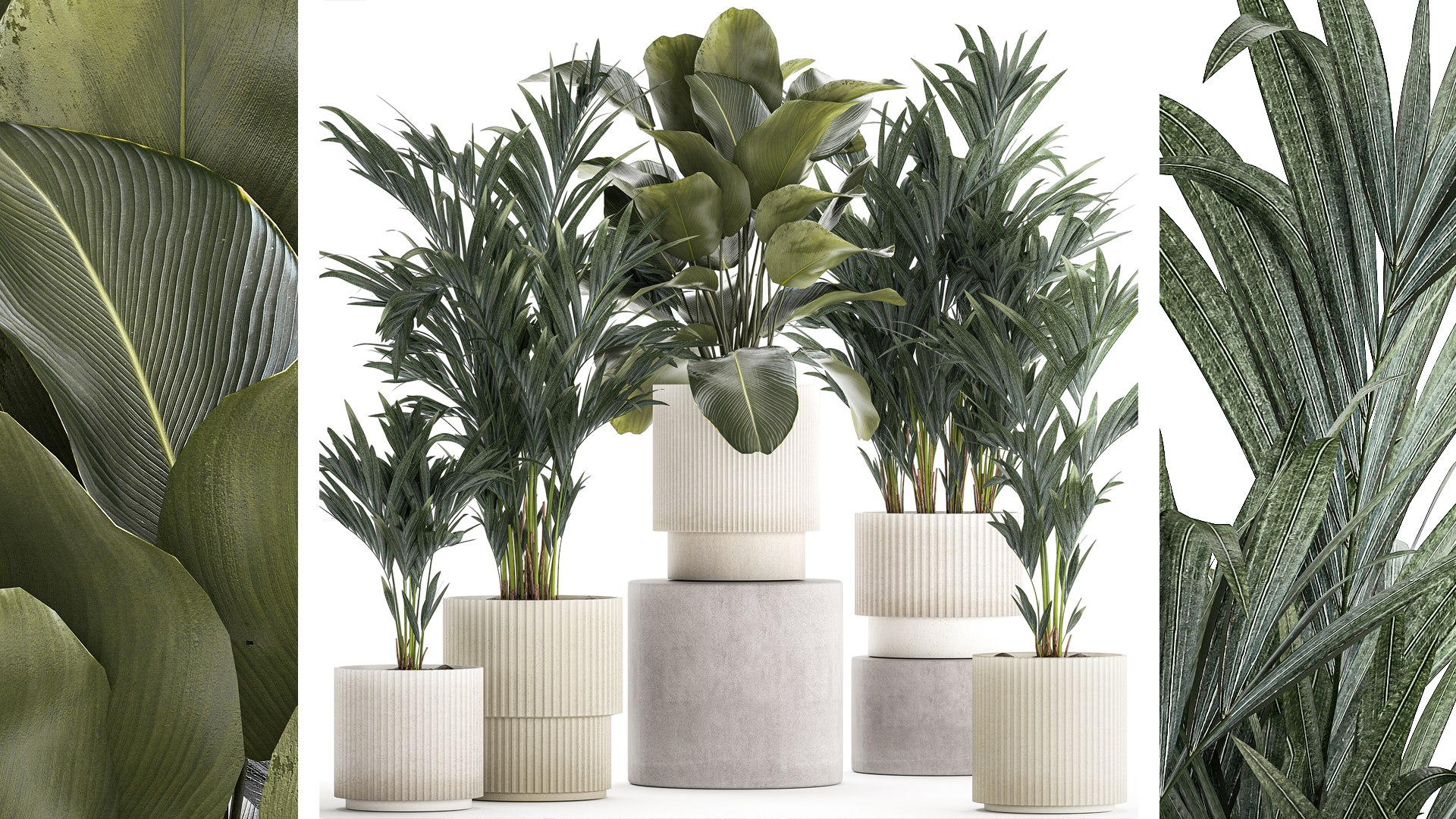Set Of Small Howea Palms In White Pots 1410 3D - TurboSquid 2131928