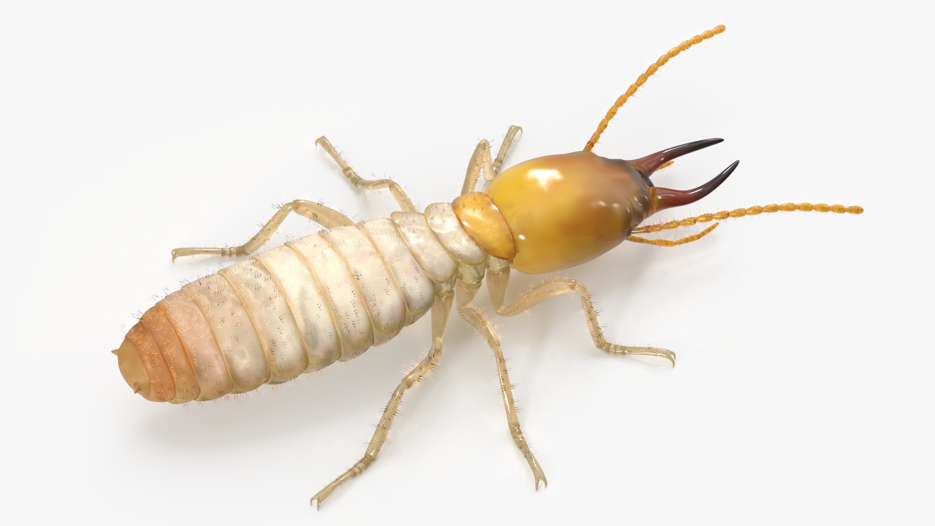 Termite Model - TurboSquid 2328248