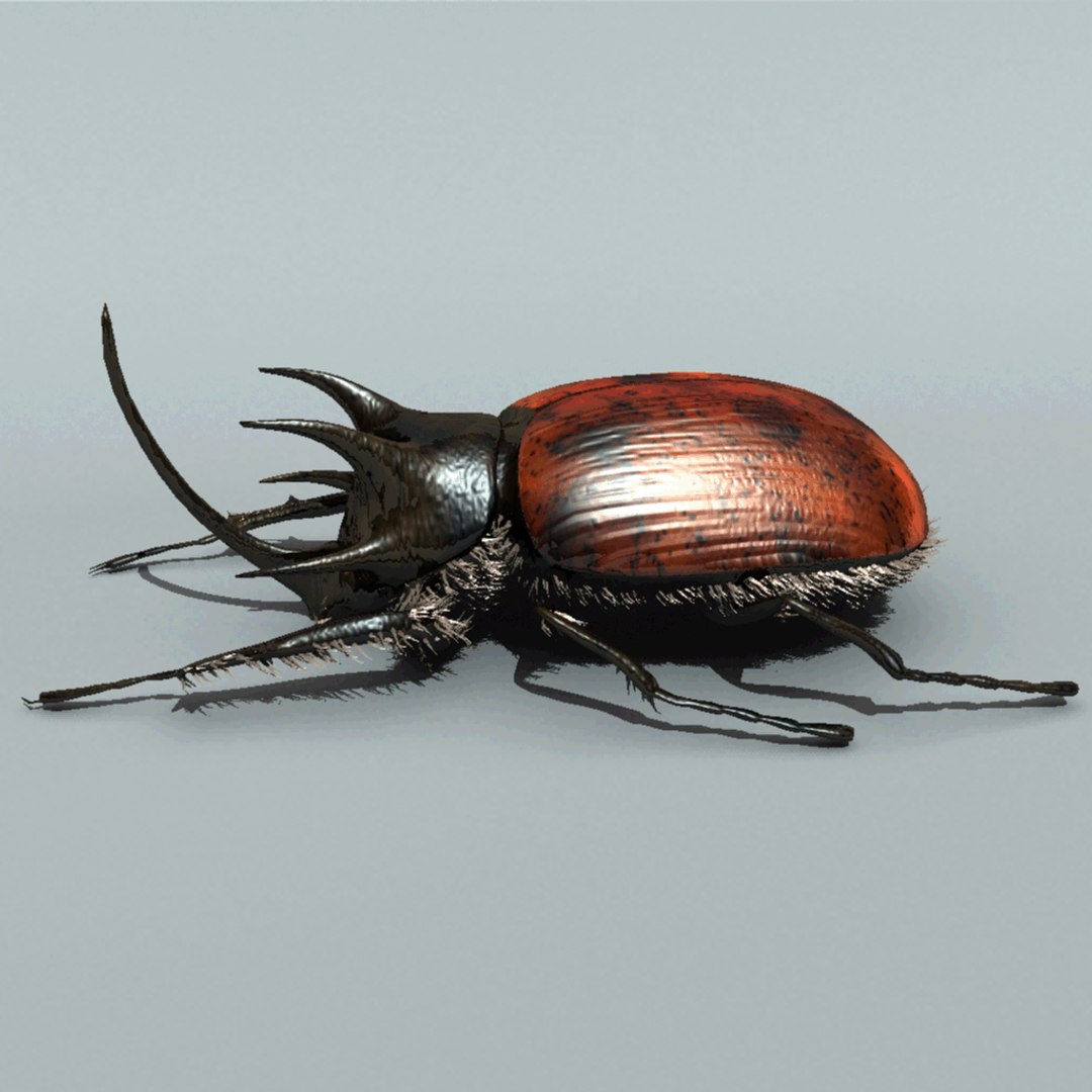 Beetle Bug 3d Ma