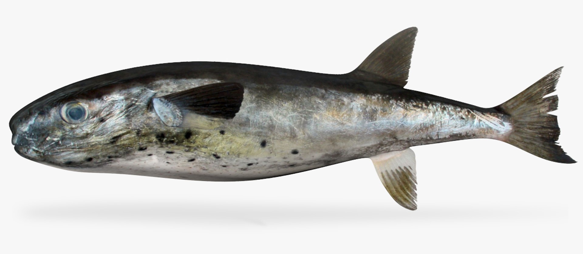 Oceanic Puffer 3D Model - TurboSquid 1327234