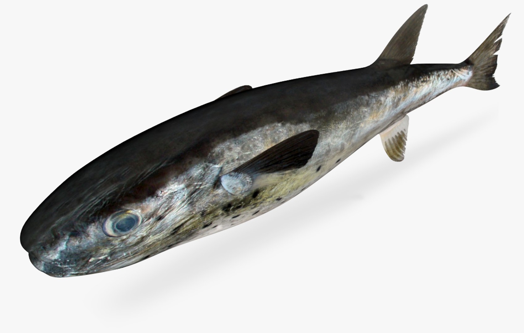 Oceanic Puffer 3D Model - TurboSquid 1327234