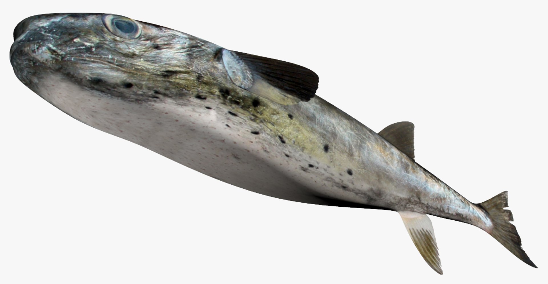 Oceanic Puffer 3D Model - TurboSquid 1327234