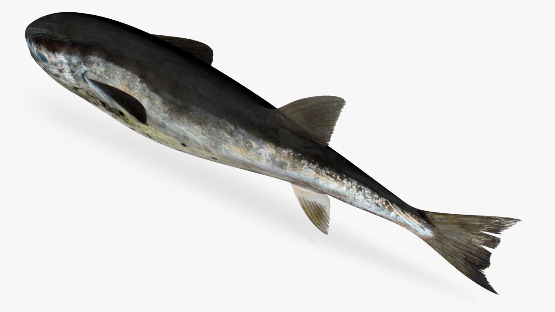 Oceanic Puffer 3D Model - TurboSquid 1327234