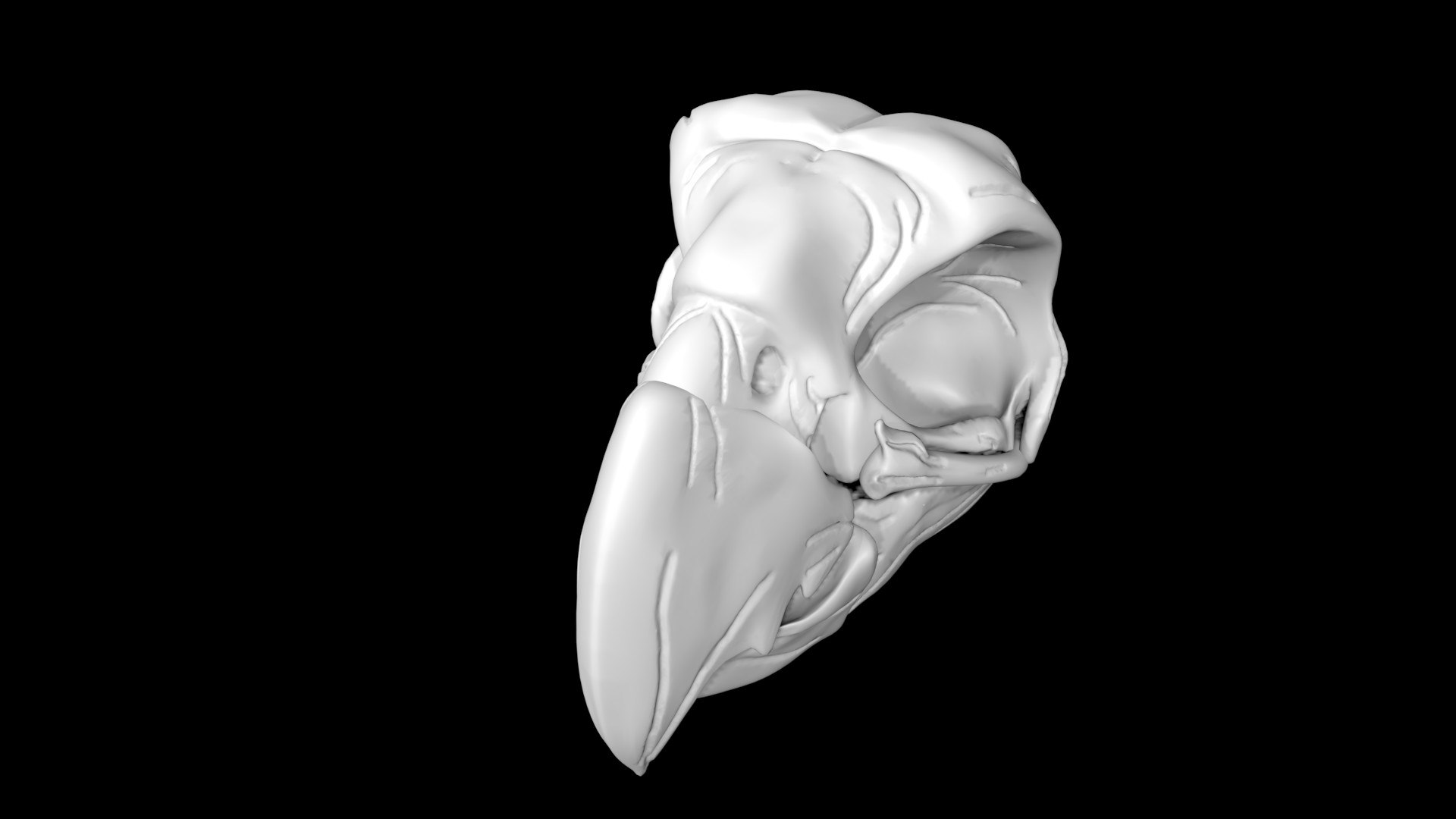 Parrot Skull 3D - TurboSquid 1886930