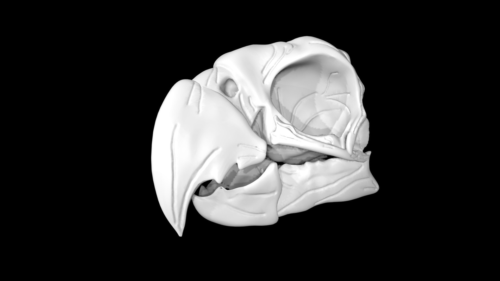 Parrot Skull 3D - TurboSquid 1886930