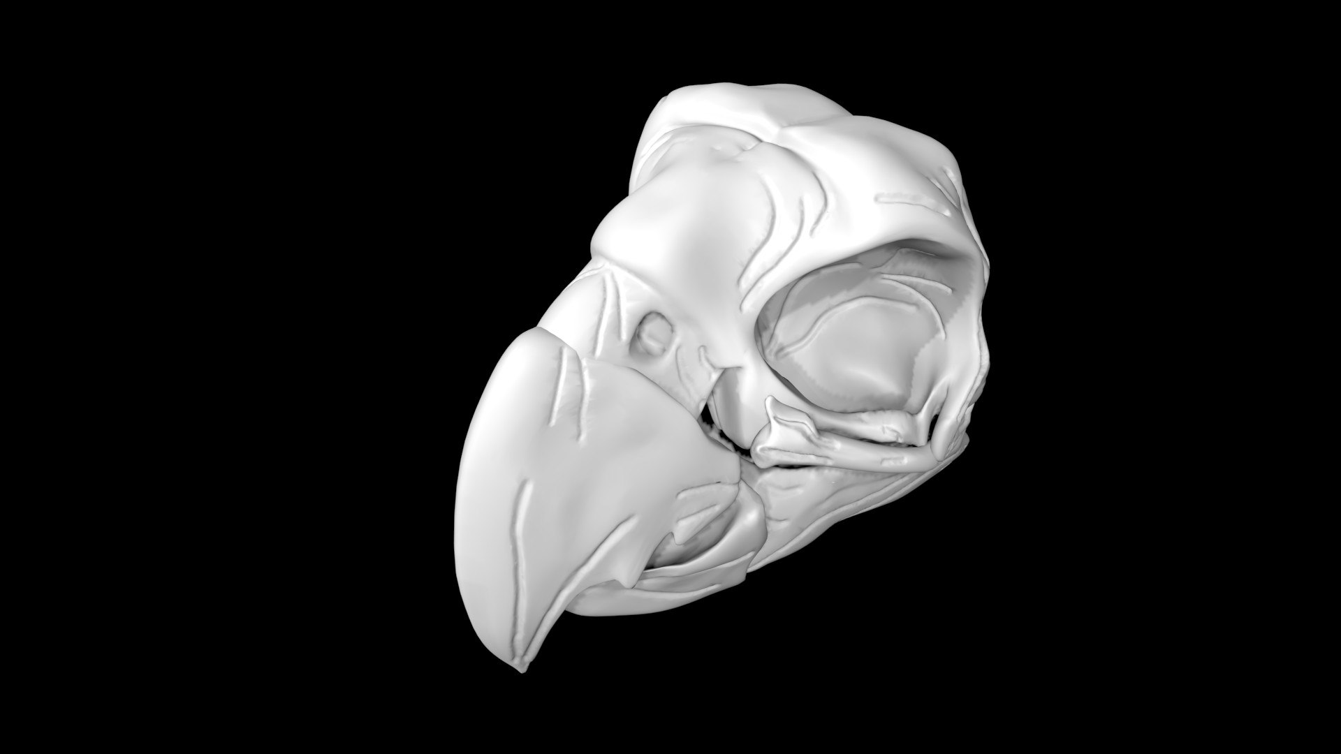 Parrot Skull 3D - TurboSquid 1886930