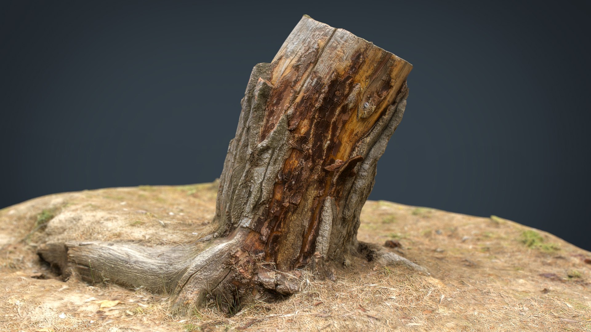 3D realistic tree stump - TurboSquid 1164153