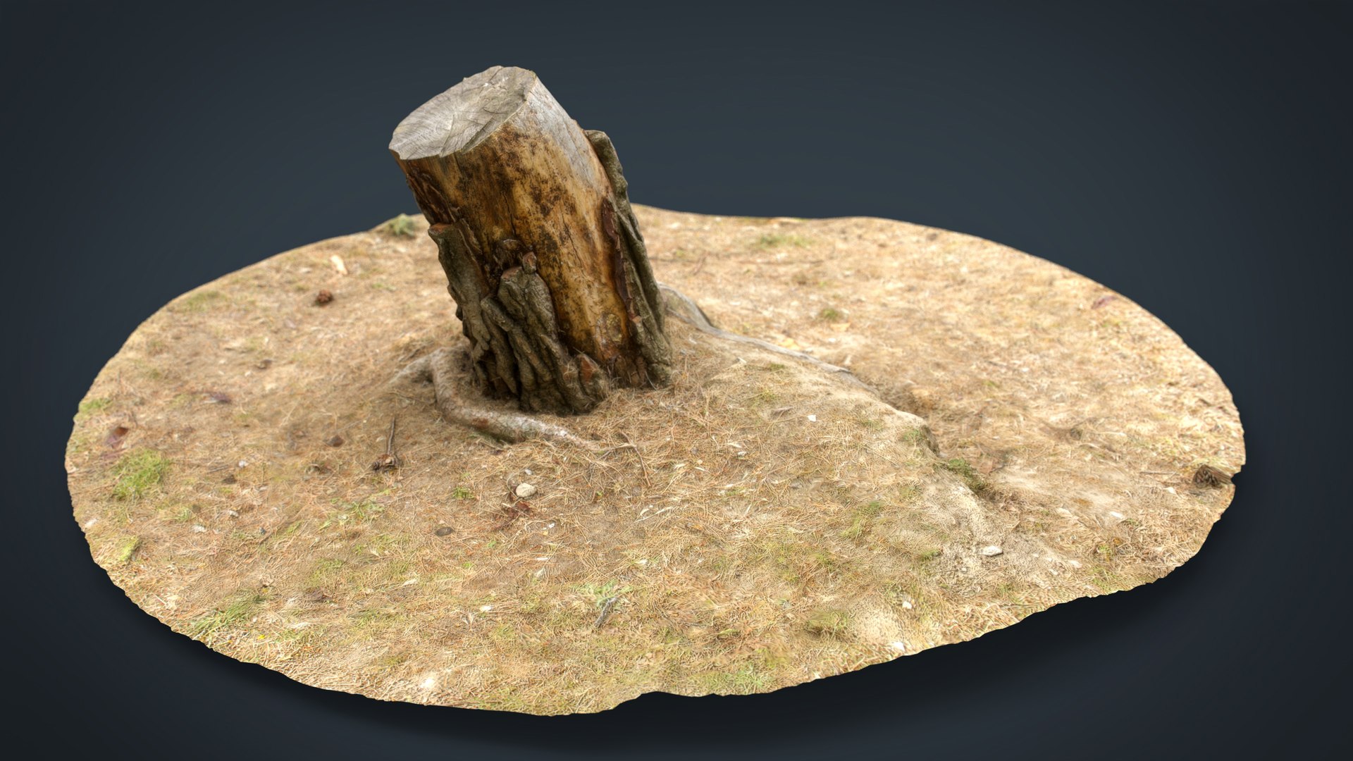 3D realistic tree stump - TurboSquid 1164153