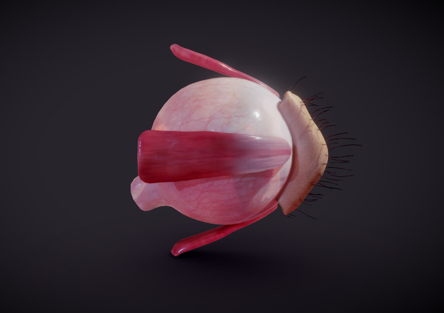 3D Eye Retina - TurboSquid 1385941