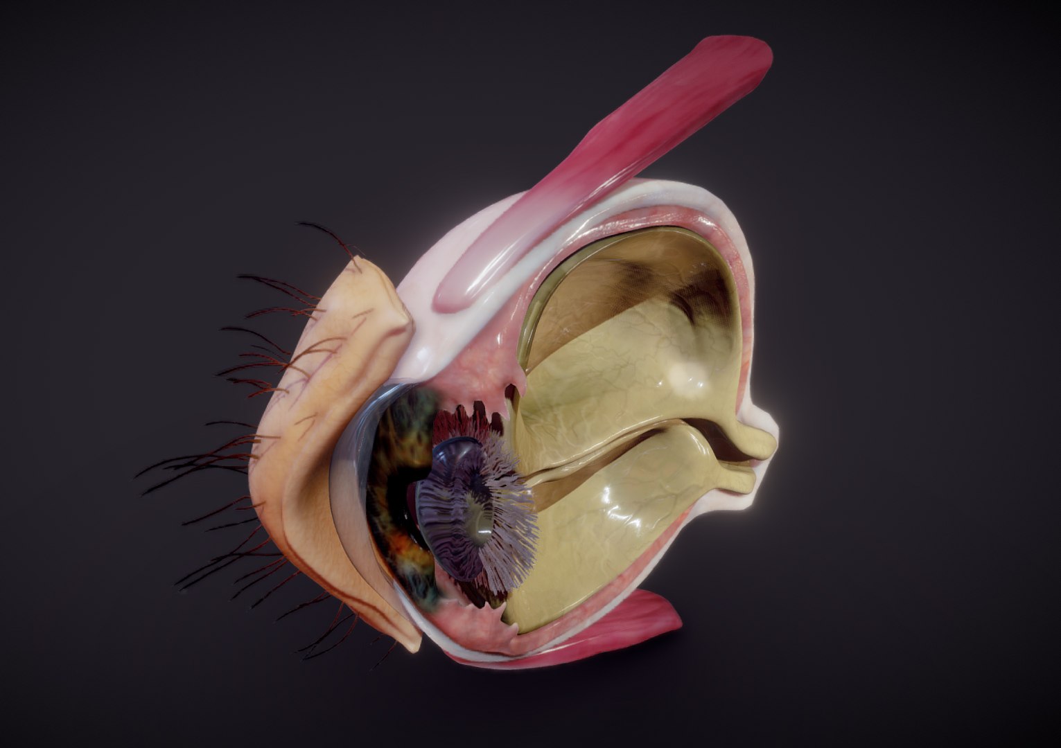 3D Eye Retina - TurboSquid 1385941