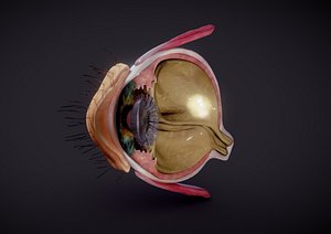 Retina 3D Models for Download | TurboSquid