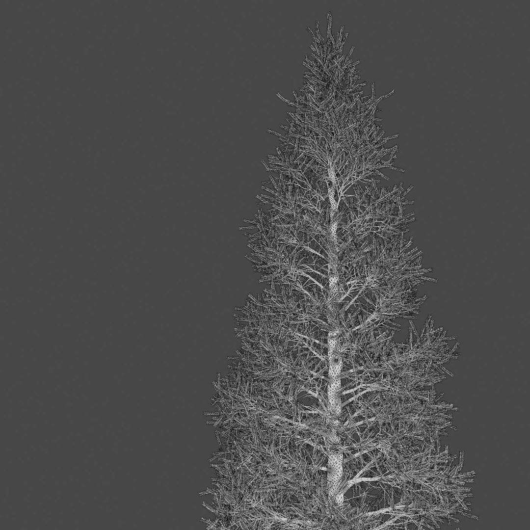 3d Model Spruce Tree