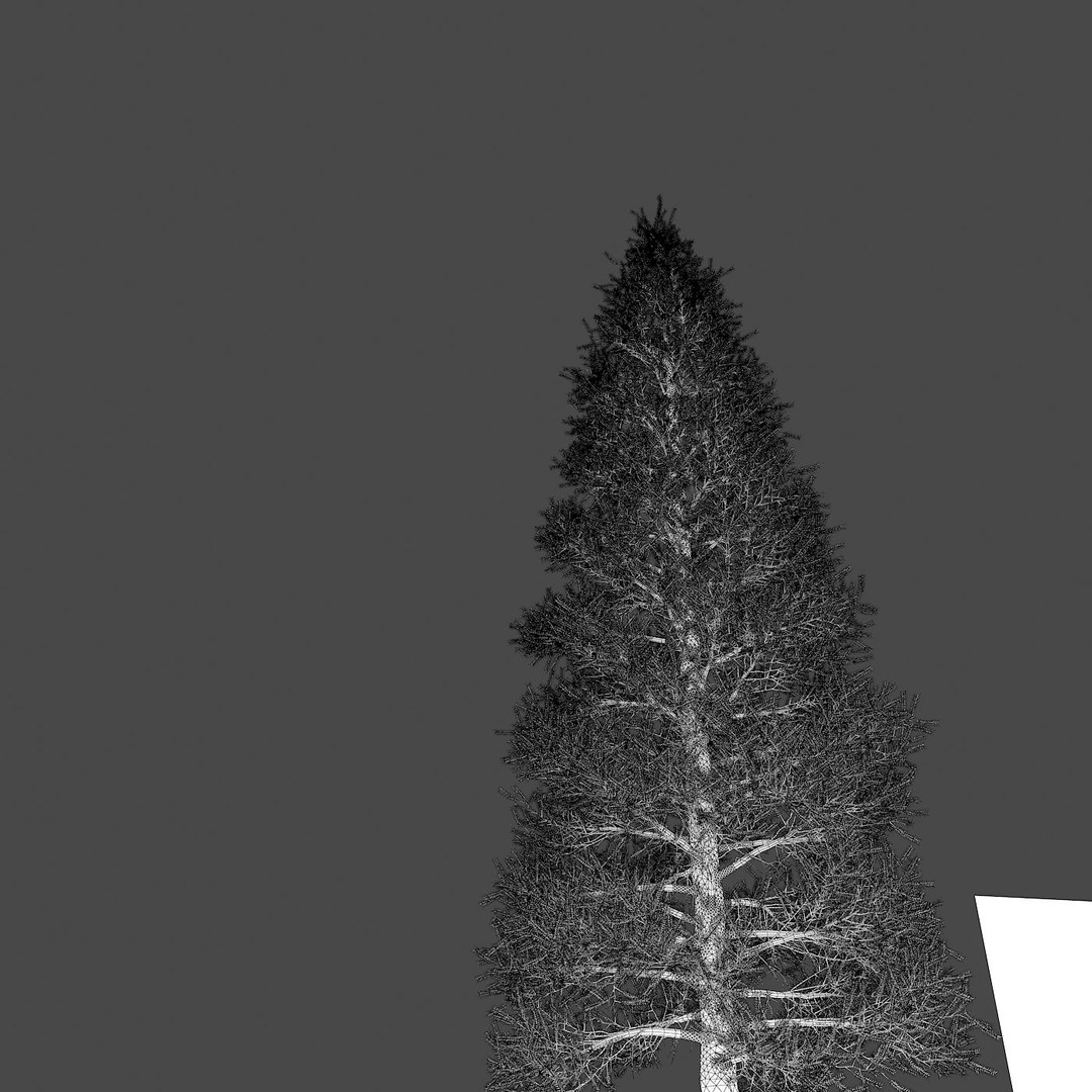 3d Model Spruce Tree
