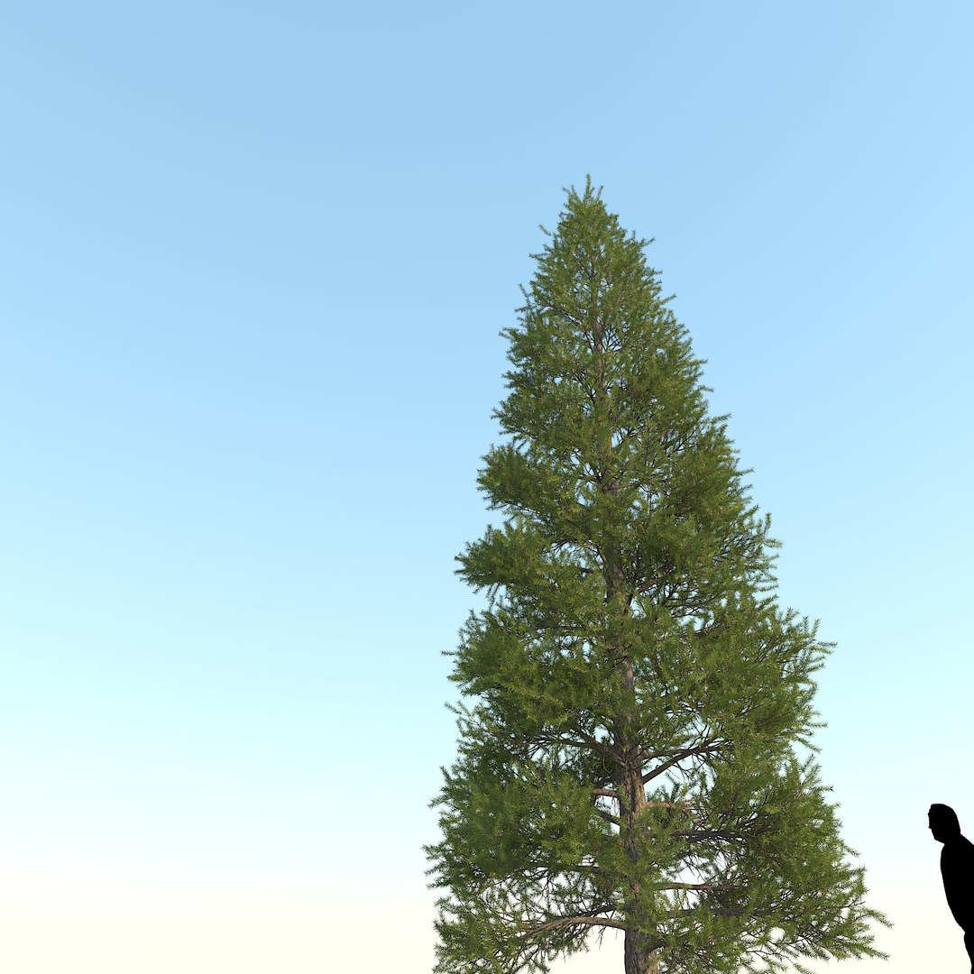3d Model Spruce Tree